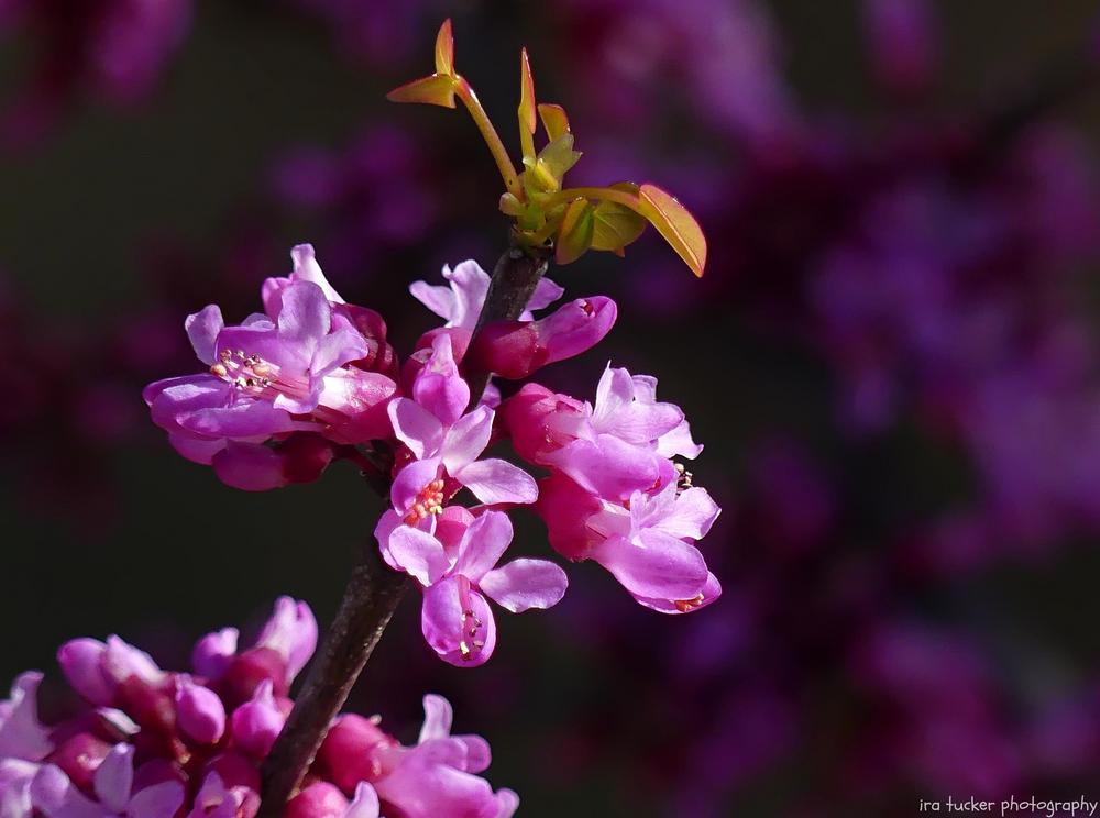 Photo of the bloom of Dwarf Redbud (Cercis canadensis Garden Gems ...