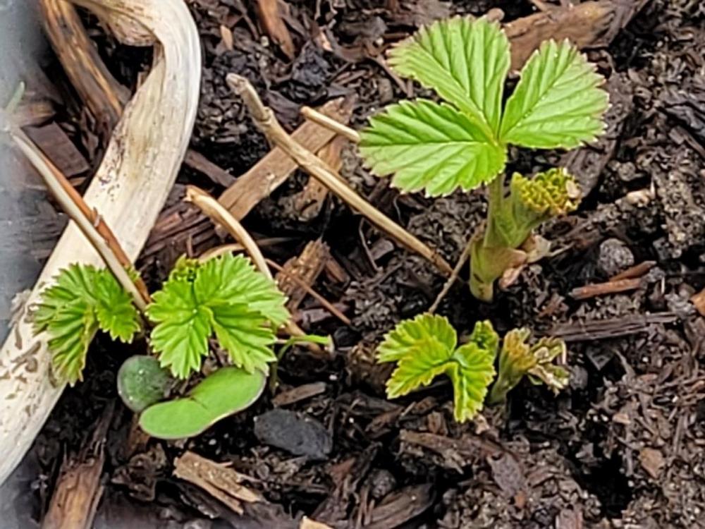 Arctic Raspberry (Rubus arcticus) in the Rubus Database - Garden.org
