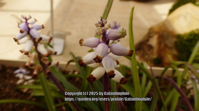 Photo of the bloom of Grape Hyacinth (Muscari racemosum) posted by ...
