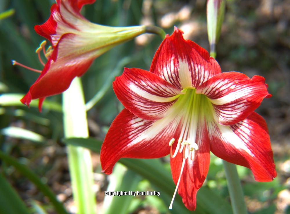 Photo of the bloom of St. Joseph's Lily (Hippeastrum x johnsonii ...