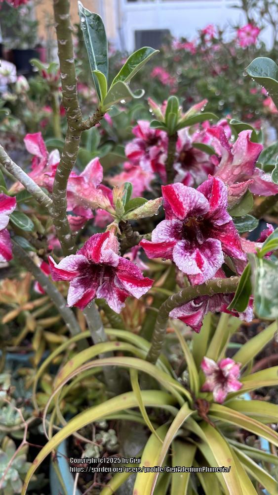 Photo of the bloom of Desert Rose (Adenium obesum 'Tavee Sap') posted ...
