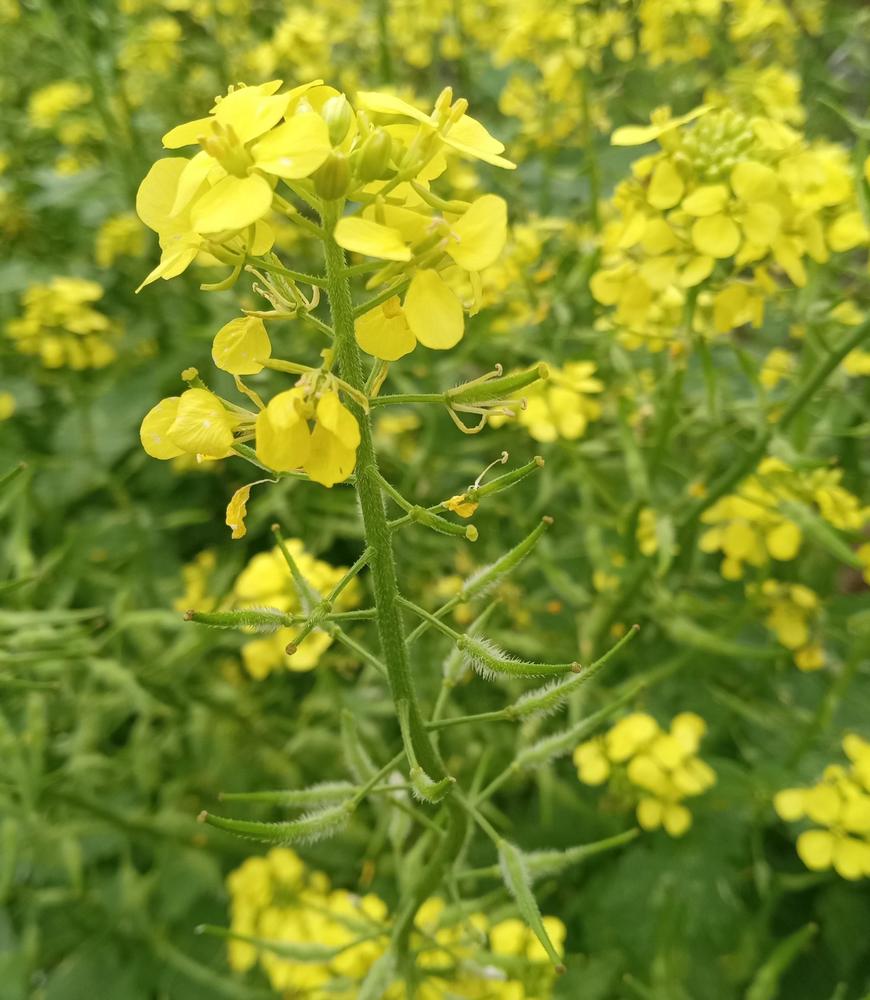 Photo of the stem, scape, stalk or bark of White Mustard (Sinapis alba ...