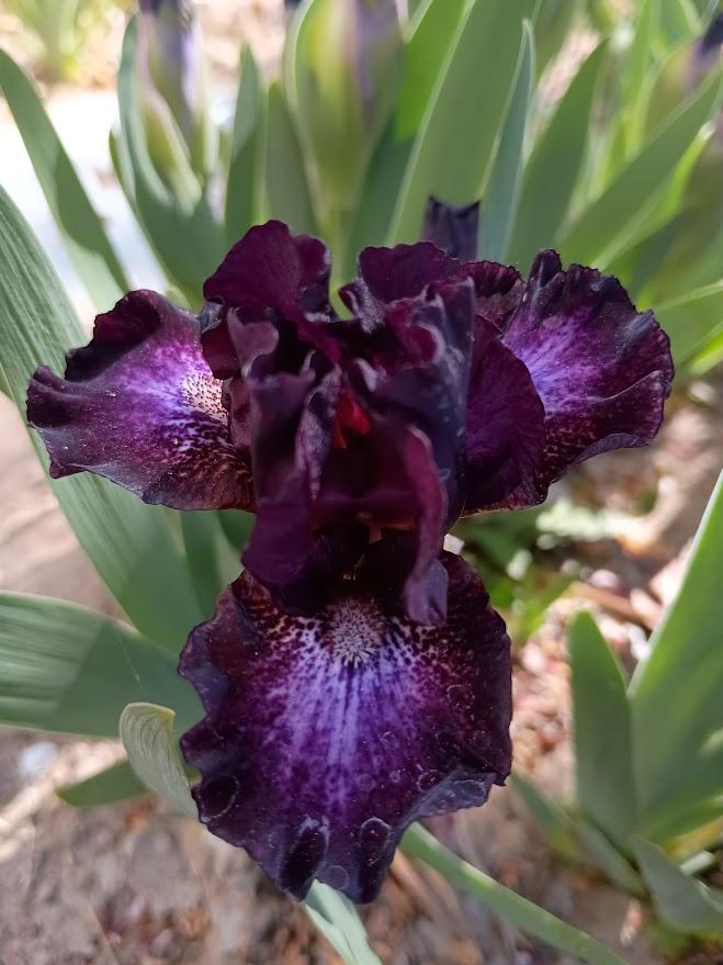 Photo of the bloom of Standard Dwarf Bearded Iris (Iris 'Small Galaxy') posted by scary1785 ...