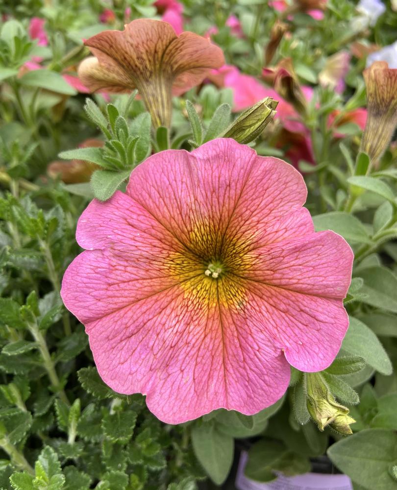 Photo of the bloom of XPetchoa SuperCal® Premium Sunray Pink posted by ...