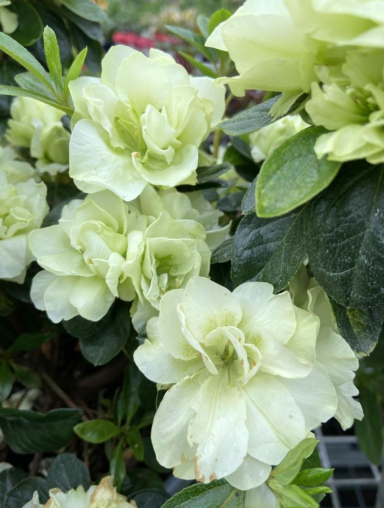 Hybrid Azalea (Rhododendron 'Green Glow') in the Rhododendrons Database ...