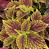 Photo of the entire plant of Coleus (Coleus scutellarioides ChargedUp ...