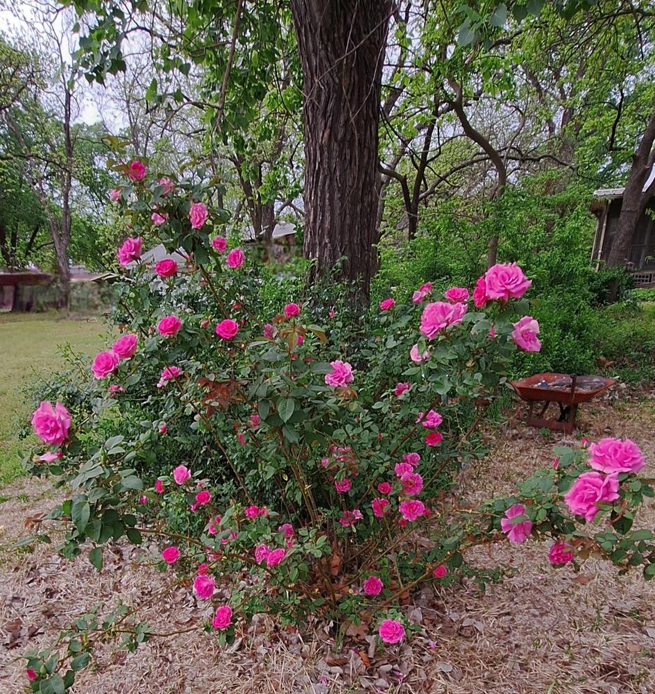 Photo of the entire plant of Rose (Rosa 'Zephirine Drouhin') posted by ...