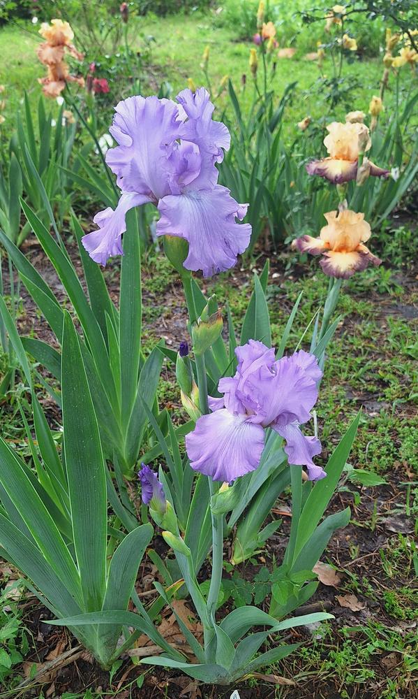 Photo of the entire plant of Tall Bearded Iris (Iris 'Mary Frances') posted by FairyRosebud ...