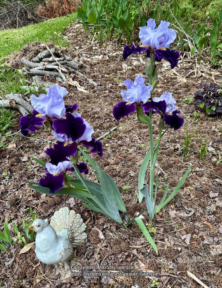 Photo of the entire plant of Tall Bearded Iris (Iris 'Habit') posted by Sidegate - Garden.org