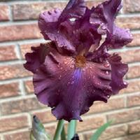 Photo of the bloom of Tall Bearded Iris (Iris 'Gotham City') posted by ...