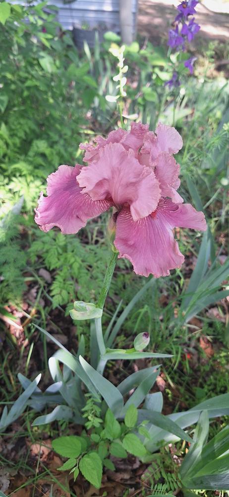Photo of the entire plant of Tall Bearded Iris (Iris 'Okapi Poppy') posted by FairyRosebud ...