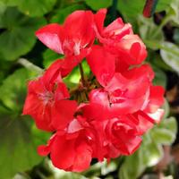 Photo of the bloom of Geranium (Pelargonium 'Brocade Fire') posted by ...