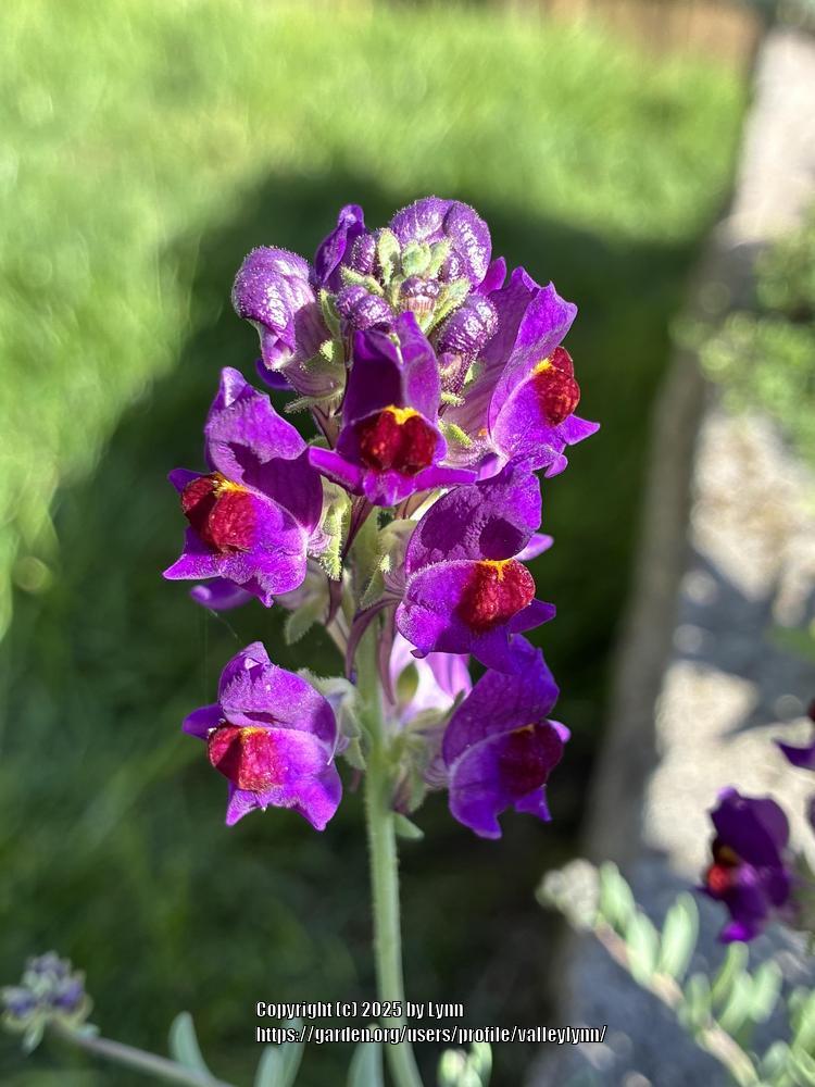 Photo of the bloom of Alpine Toadflax (Linaria alpina) posted by ...