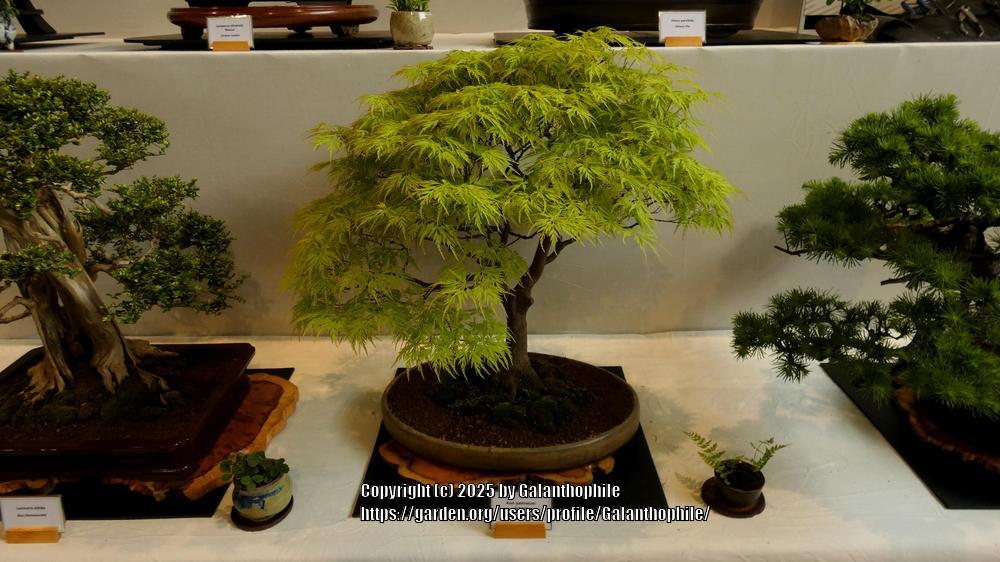 Japanese Maple (Acer palmatum 'Seigen') - Garden.org