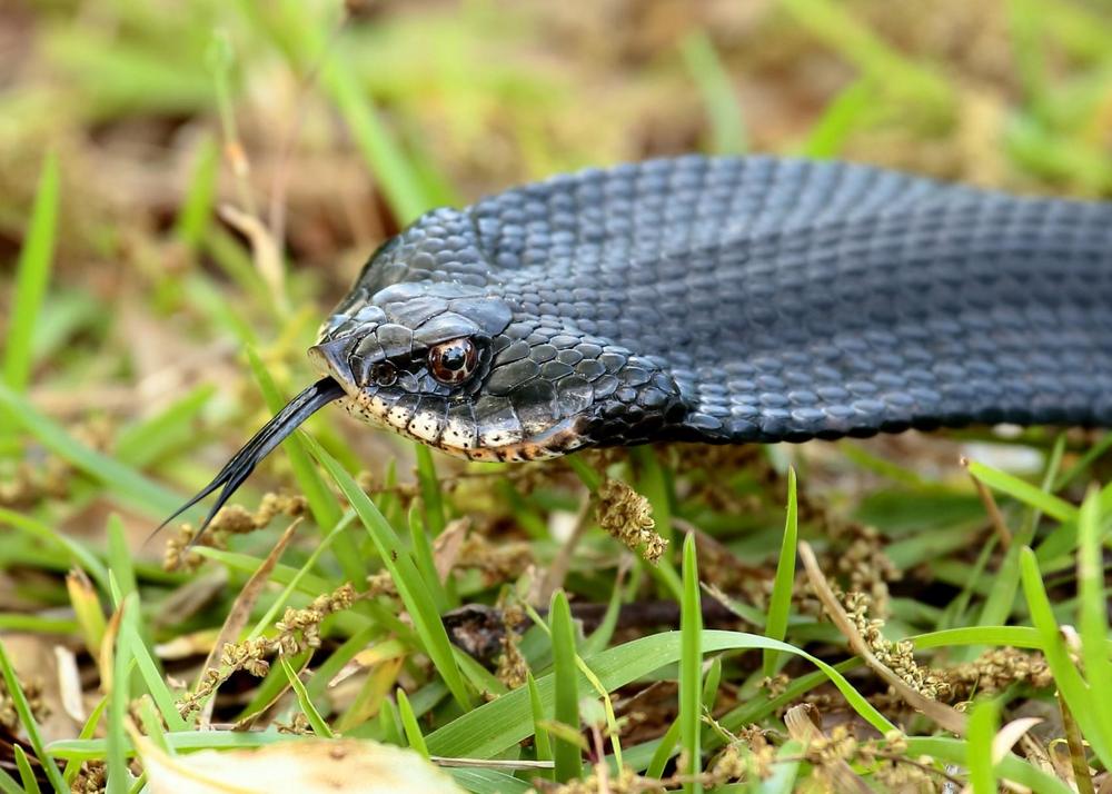 South Alabama redneck cobra... in the Sandbox forum - Garden.org