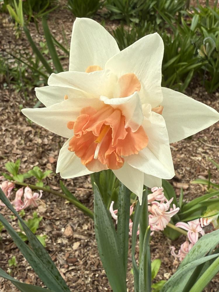 Photo of the bloom of Double Daffodil (Narcissus 'Candy Princess ...