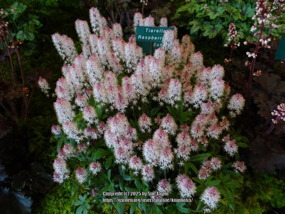 Foamflower (Tiarella 'Raspberry Sundae') in the Foamflowers Database ...