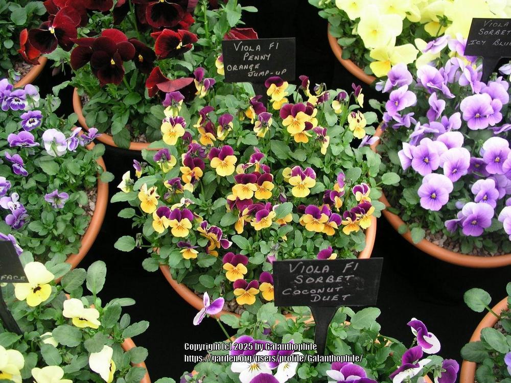 Photo of the entire plant of Viola (Viola cornuta Penny™ Orange Jump Up ...