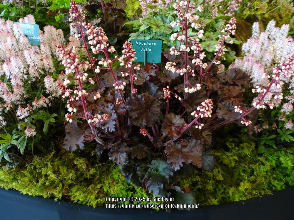 Alum Root (Heuchera Fox Alfie) in the Coral Bells Database - Garden.org