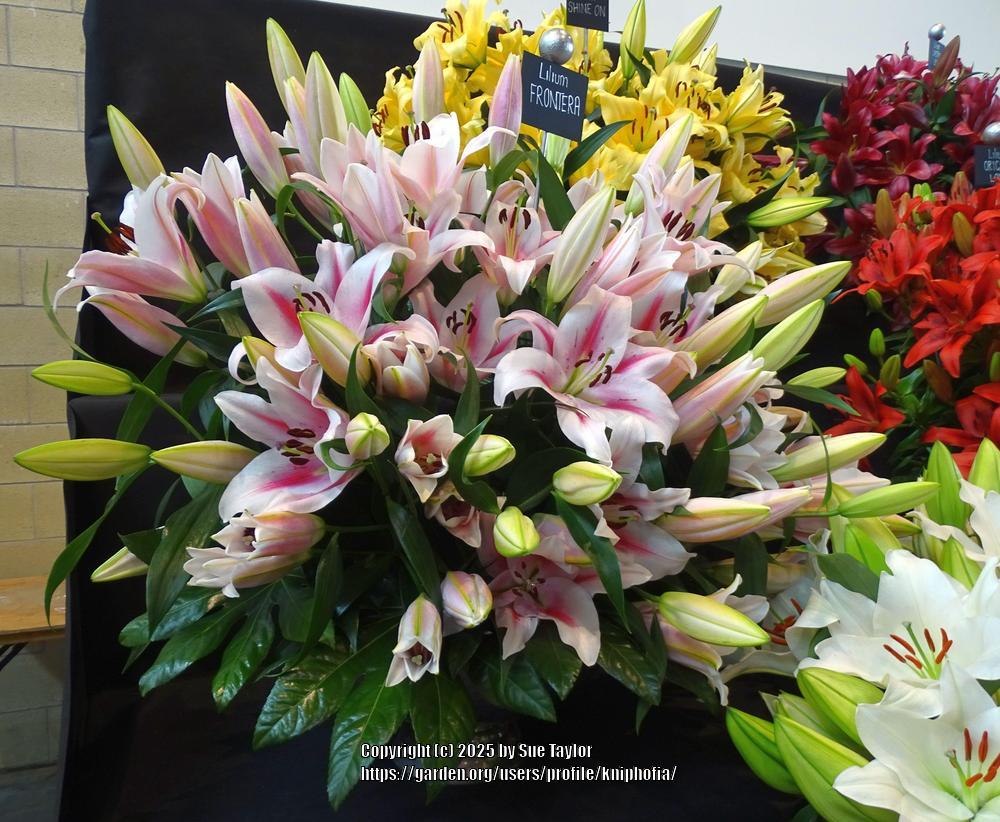 Photo of the bloom of Lily (Lilium 'Frontera') posted by kniphofia ...