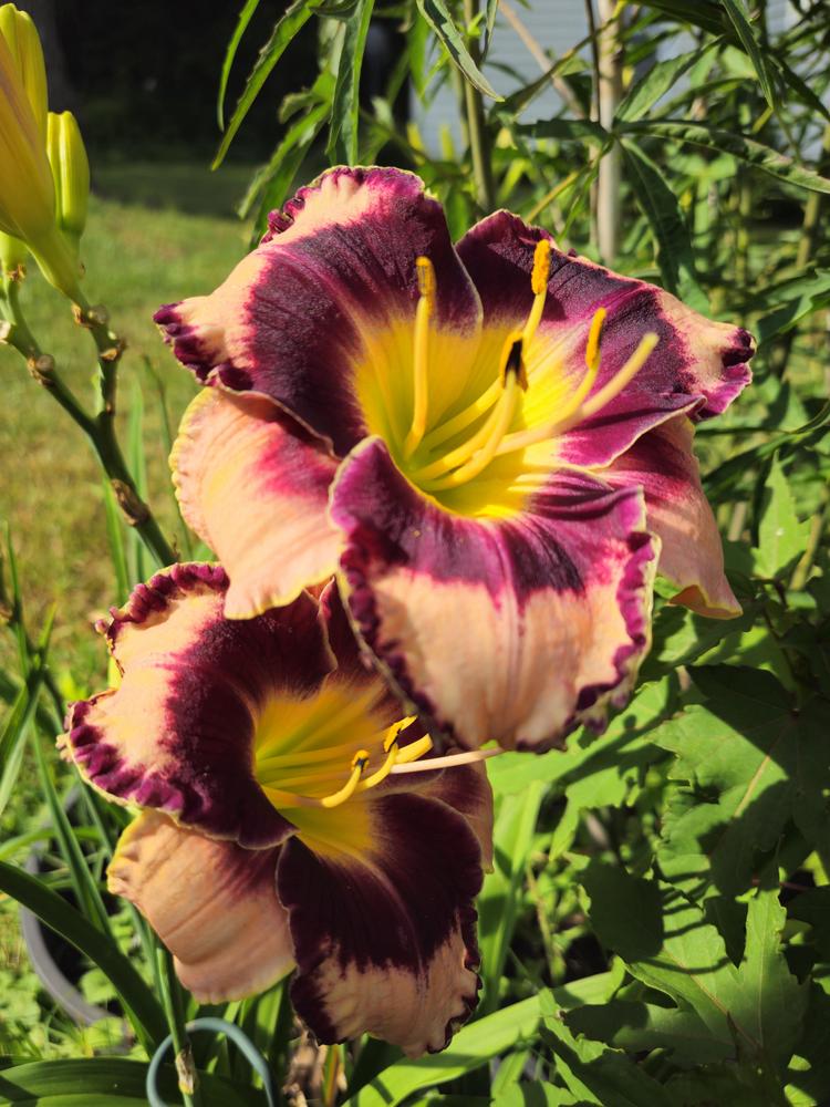 Photo of the bloom of Daylily (Hemerocallis 'Rock Solid') posted by MrKGDickie - Garden.org