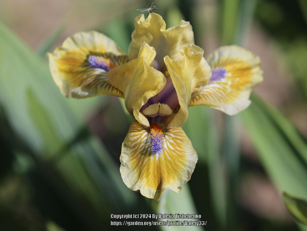 Photo of the bloom of Miniature Dwarf Bearded Iris (Iris 'Pokemon ...
