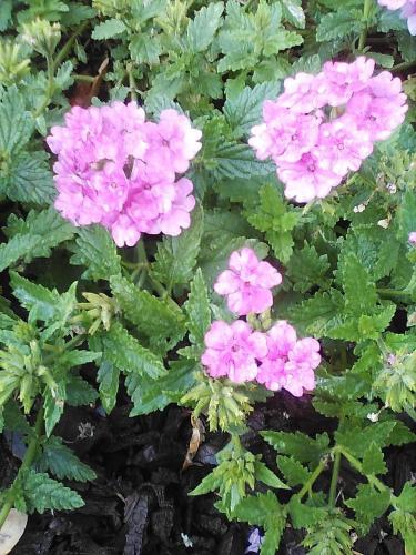 slowcala's blog: Bob's Garden, Rain, & My Heavenly Blue MG is Up ...