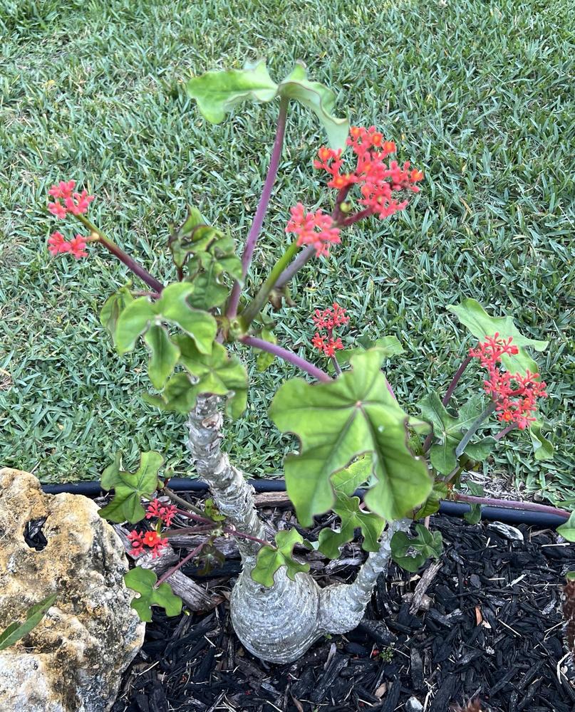 Photo of the entire plant of Buddha Belly Plant (Jatropha podagrica ...