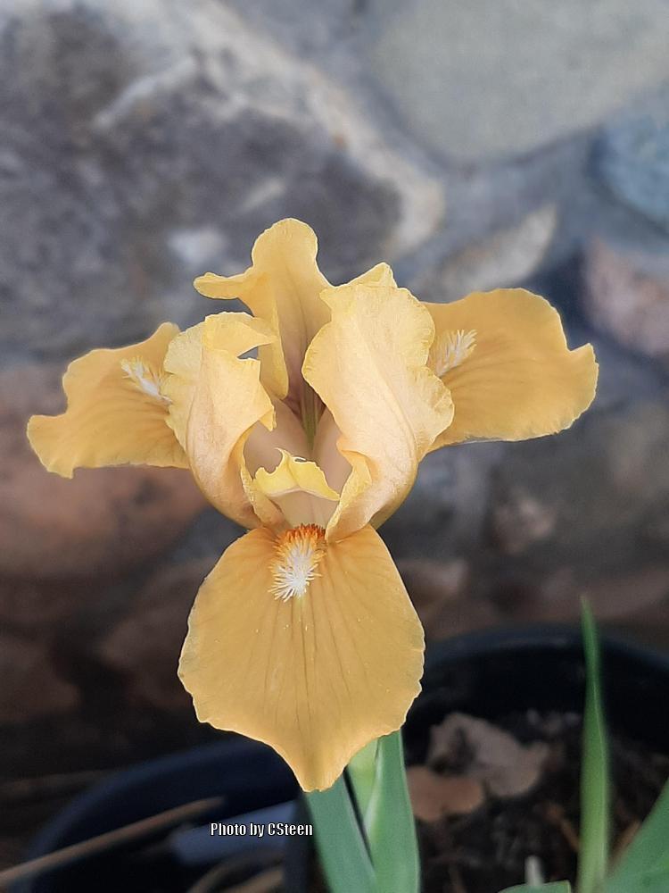 Photo of the bloom of Standard Dwarf Bearded Iris (Iris 'Sugar Maple ...