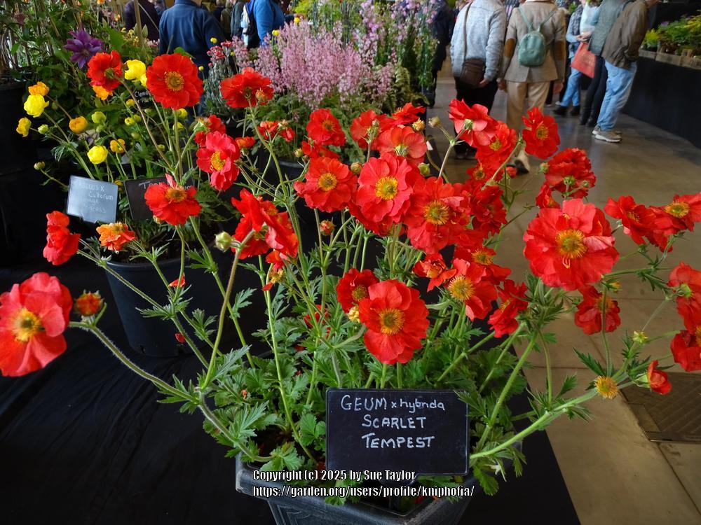 Photo of the entire plant of Geum 'Scarlet Tempest' posted by kniphofia ...