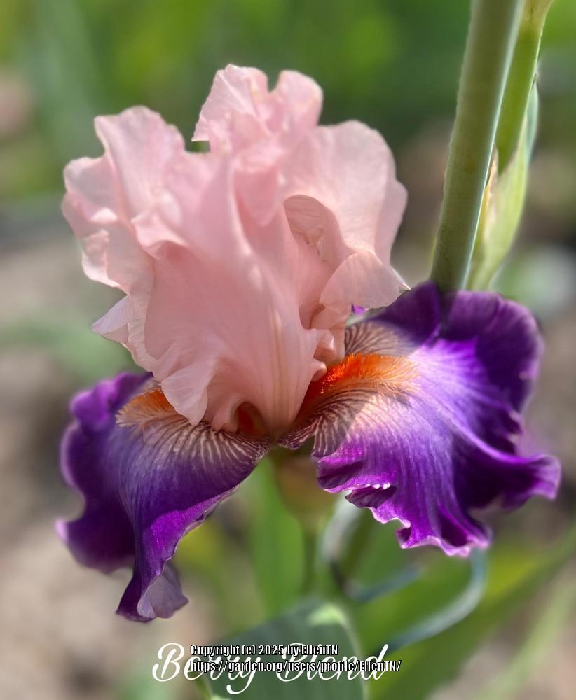 Tall Bearded Iris (Iris 'Berry Blend') in the Irises Database - Garden.org
