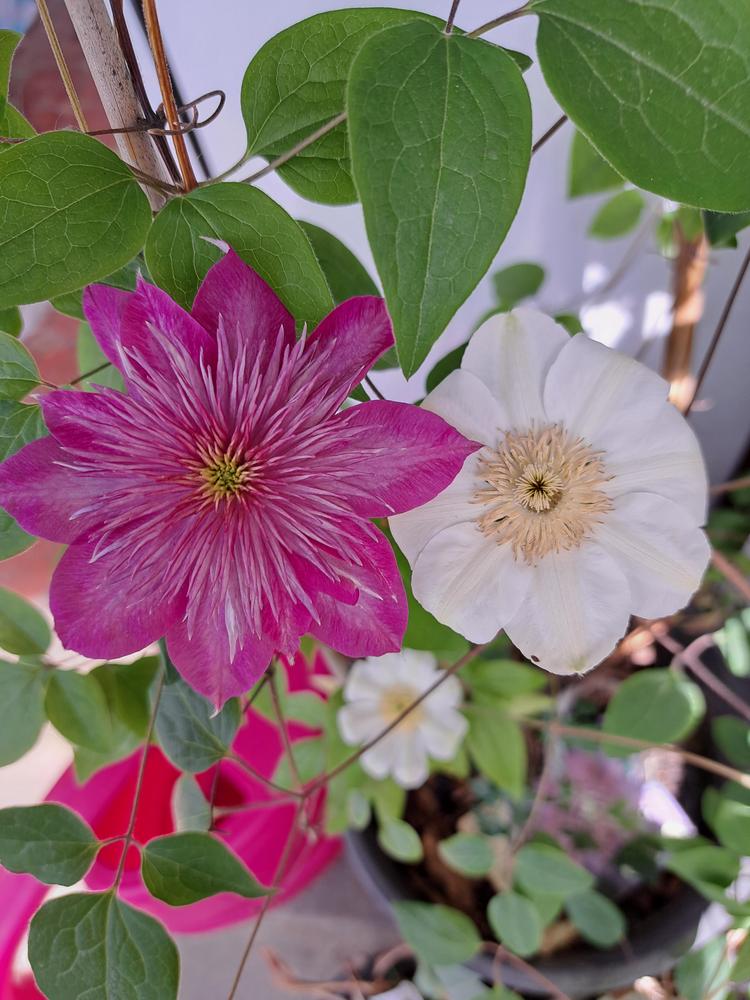 Photo of the bloom of Clematis 'Kaiser' posted by Senta - Garden.org