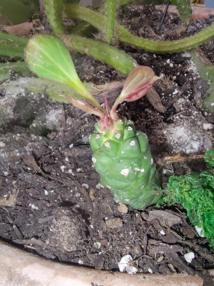 Photo of the entire plant of Monadenium (Euphorbia ritchiei) posted by ...