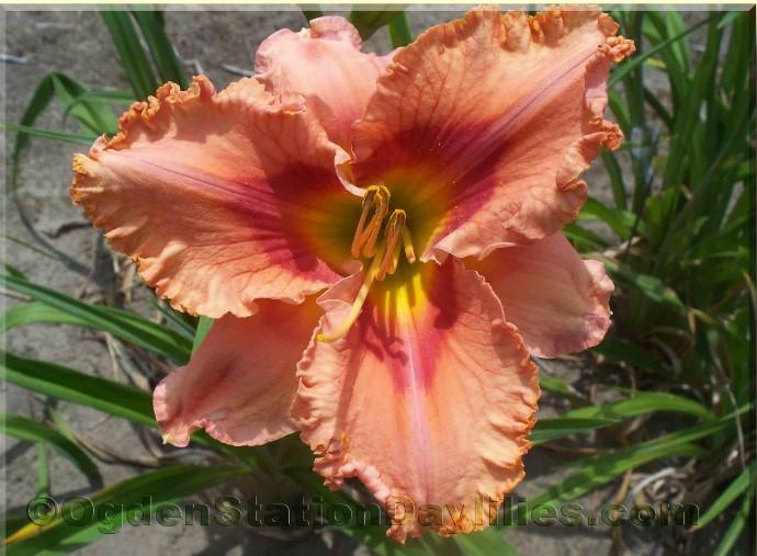 Photo of the bloom of Daylily (Hemerocallis 'Slap and Tickle') posted ...