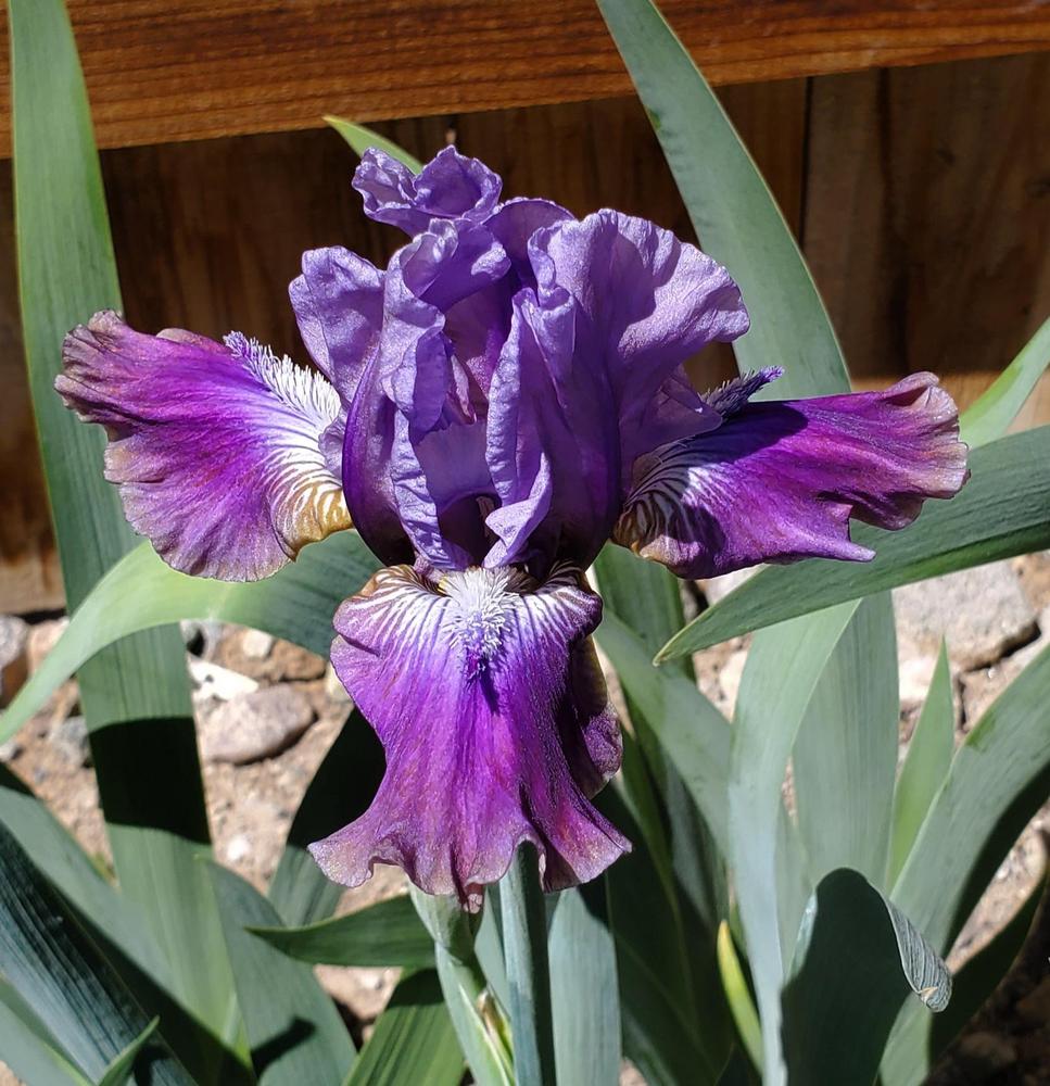 Intermediate Bearded Iris (Iris 'Berry Splatter') in the Irises ...