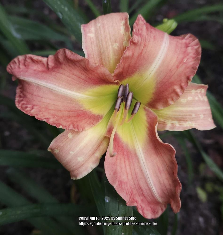 May Seedlings 2025 in the Daylilies forum - Garden.org