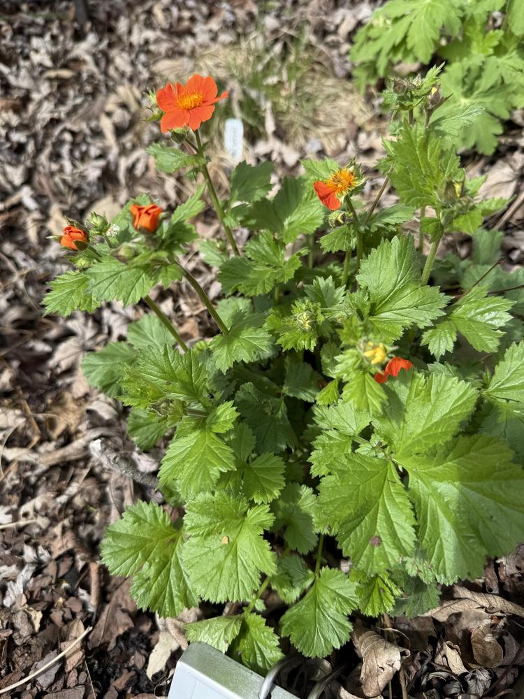Photo of the entire plant of Avens (Geum coccineum 'Cooky') posted by ...