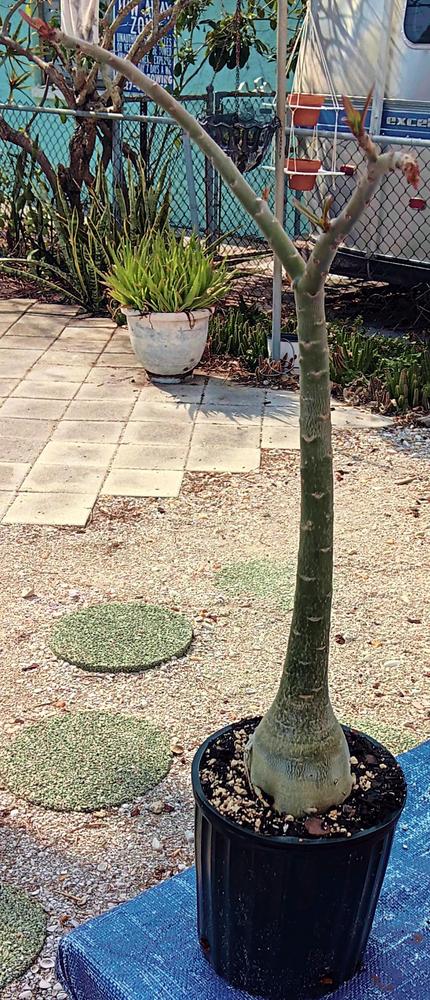 Viewing post #3247269 by kyle_fl - Garden.org