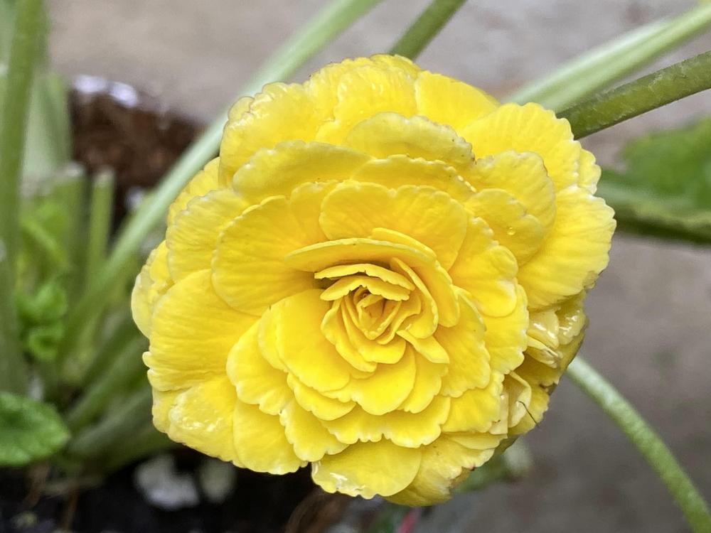 Primrose (Primula vulgaris Prima Belarina® Spring Sun) in the Primroses ...