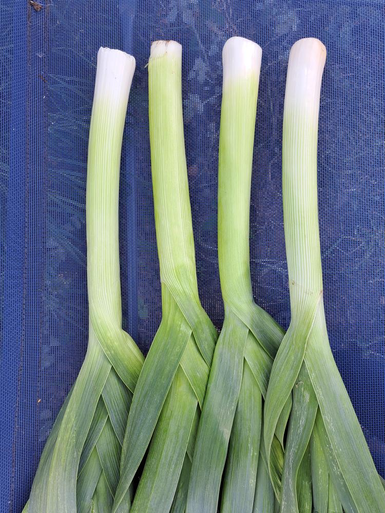 The Main Plant entry for Leeks (Allium ampeloprasum) - Garden.org