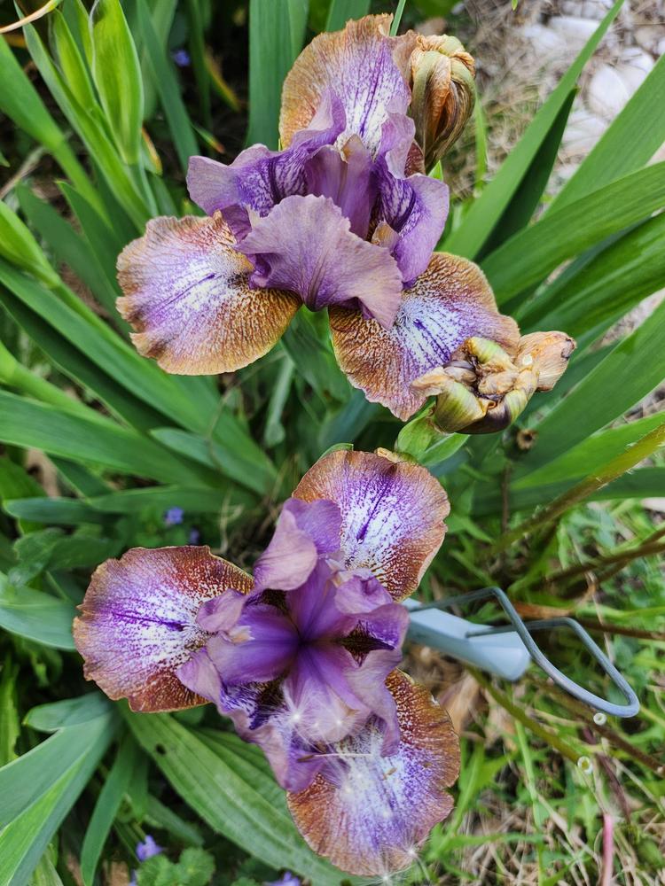 Standard Dwarf Bearded Iris (Iris 'Hey Y'all') in the Irises Database ...