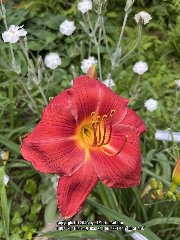 Daylily (Hemerocallis 'John Bryer') in the Daylilies Database - Garden.org