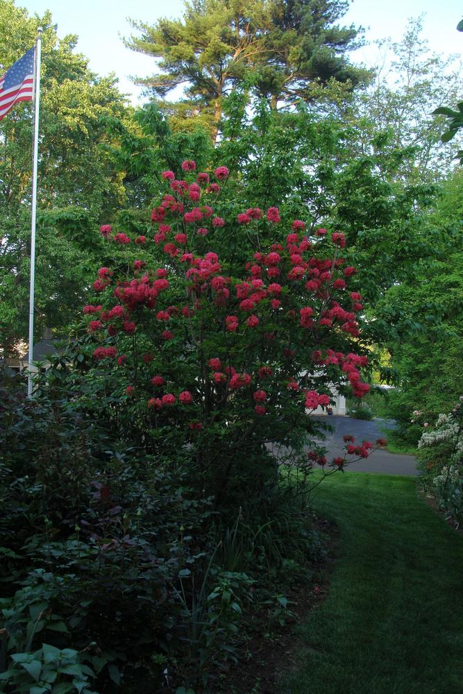 Photo of the entire plant of Azalea (Rhododendron 'Homebush') posted by ...