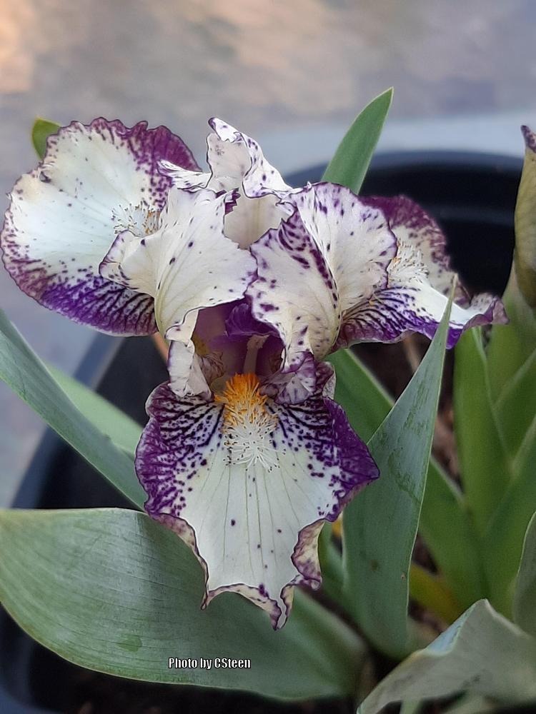 Standard Dwarf Bearded Iris (Iris 'Radical Rascal') in the Irises Database - Garden.org