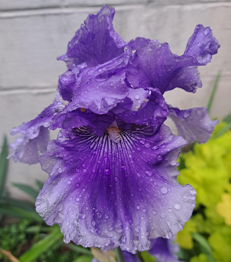 Photo of the bloom of Tall Bearded Iris (Iris 'Money in Your Pocket ...
