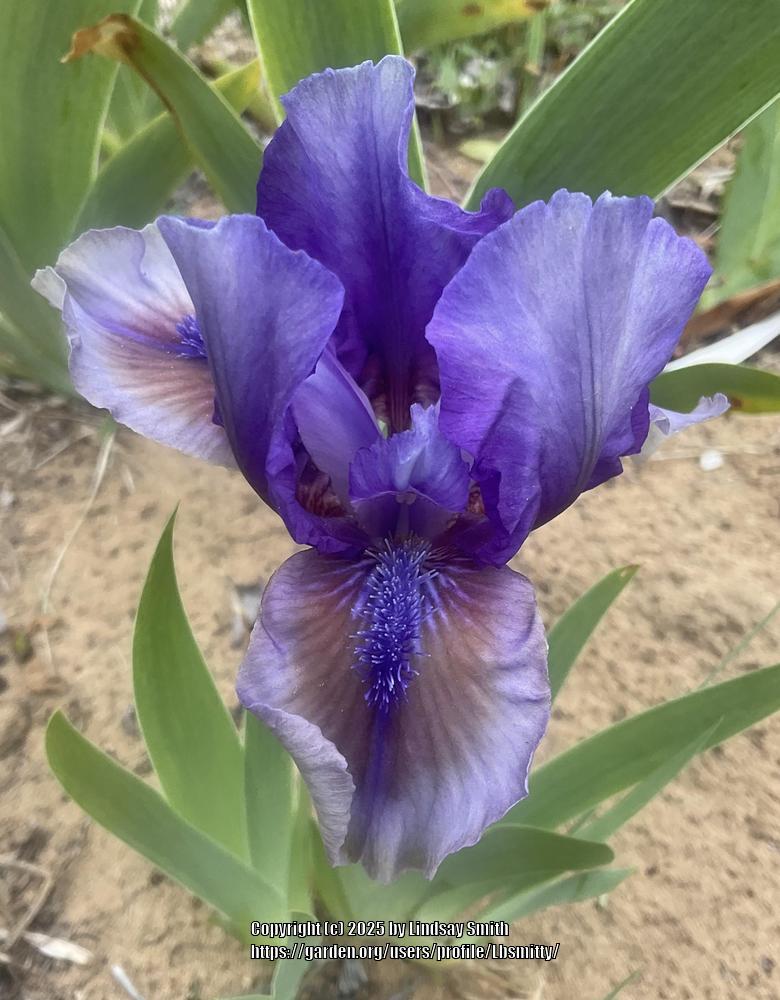 Standard Dwarf Bearded Iris (Iris 'Berry Band It') in the Irises ...