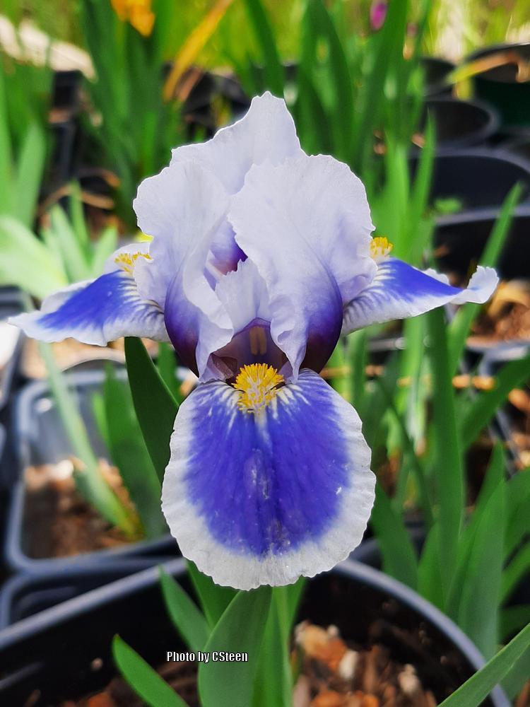 Photo of the bloom of Standard Dwarf Bearded Iris (Iris 'Baby Bruin') posted by MisterIris ...