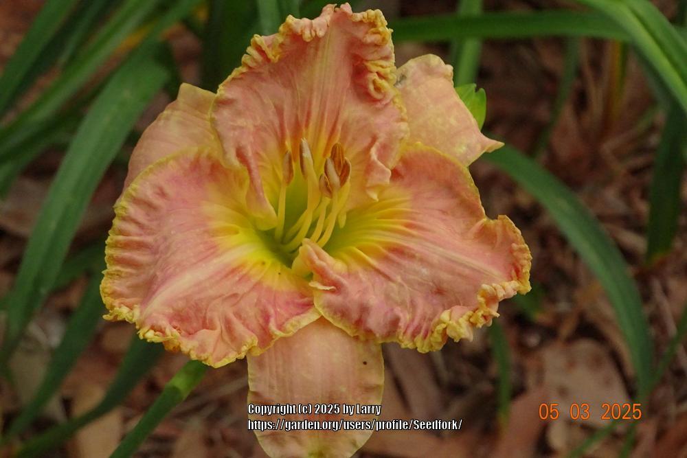 May Seedlings 2025 in the Daylilies forum - Garden.org