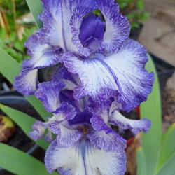 Tall Bearded Iris (Iris 'Ink Patterns') in the Irises Database - Garden.org