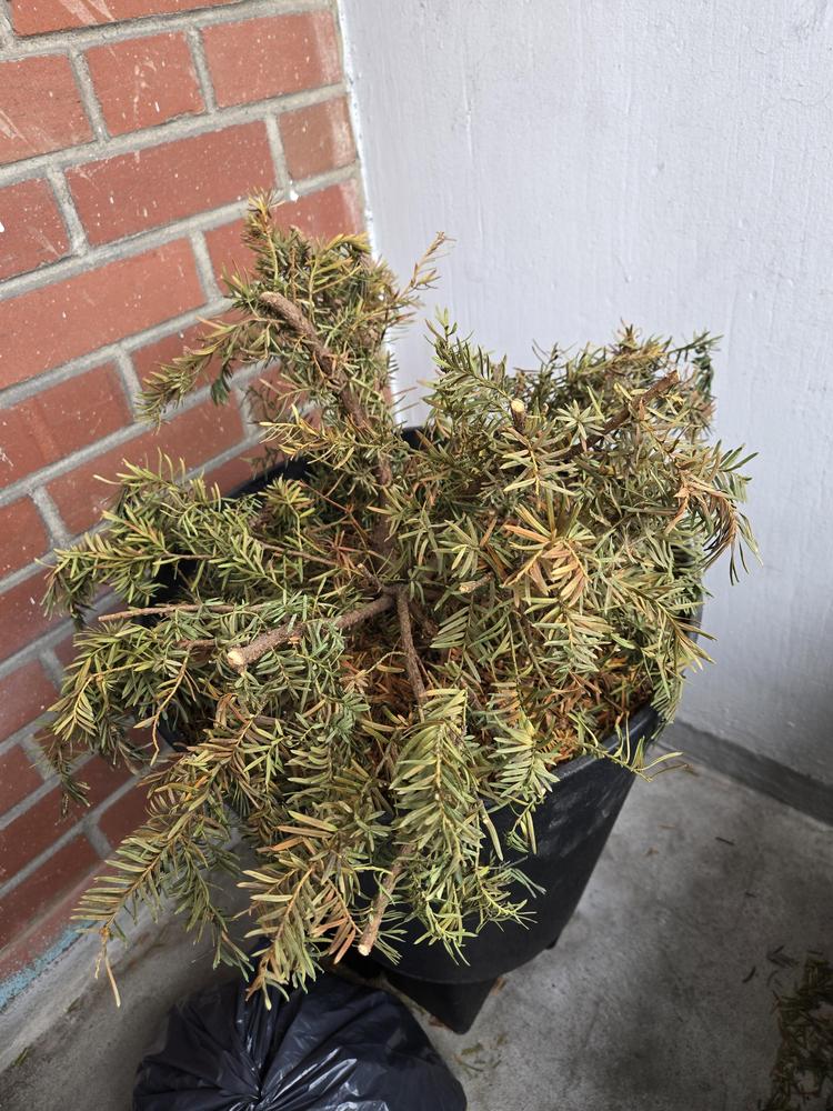 Yew Bush in the Ask a Question forum - Garden.org